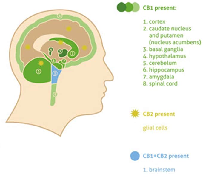 The Basis of Cannabinoid Therapeutics: What You Need to Know