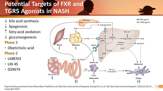 Keeping Up With Developments in NASH: Addressing Gaps in the Continuum ...