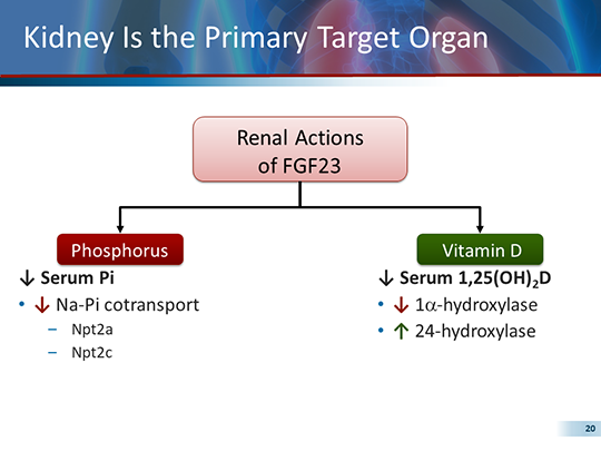 Hereditary Hypophosphatemia: Diagnostic Challenges and Potential New ...