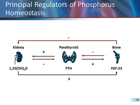 Hereditary Hypophosphatemia: Diagnostic Challenges and Potential New ...