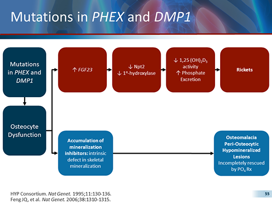 Hereditary Hypophosphatemia: Diagnostic Challenges and Potential New ...