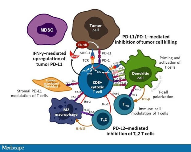 Beyond PD-1: Strategies to Minimize T-Cell Exhaustion and Optimize ...