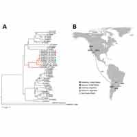 Reemergence of St. Louis Encephalitis Virus in the Americas