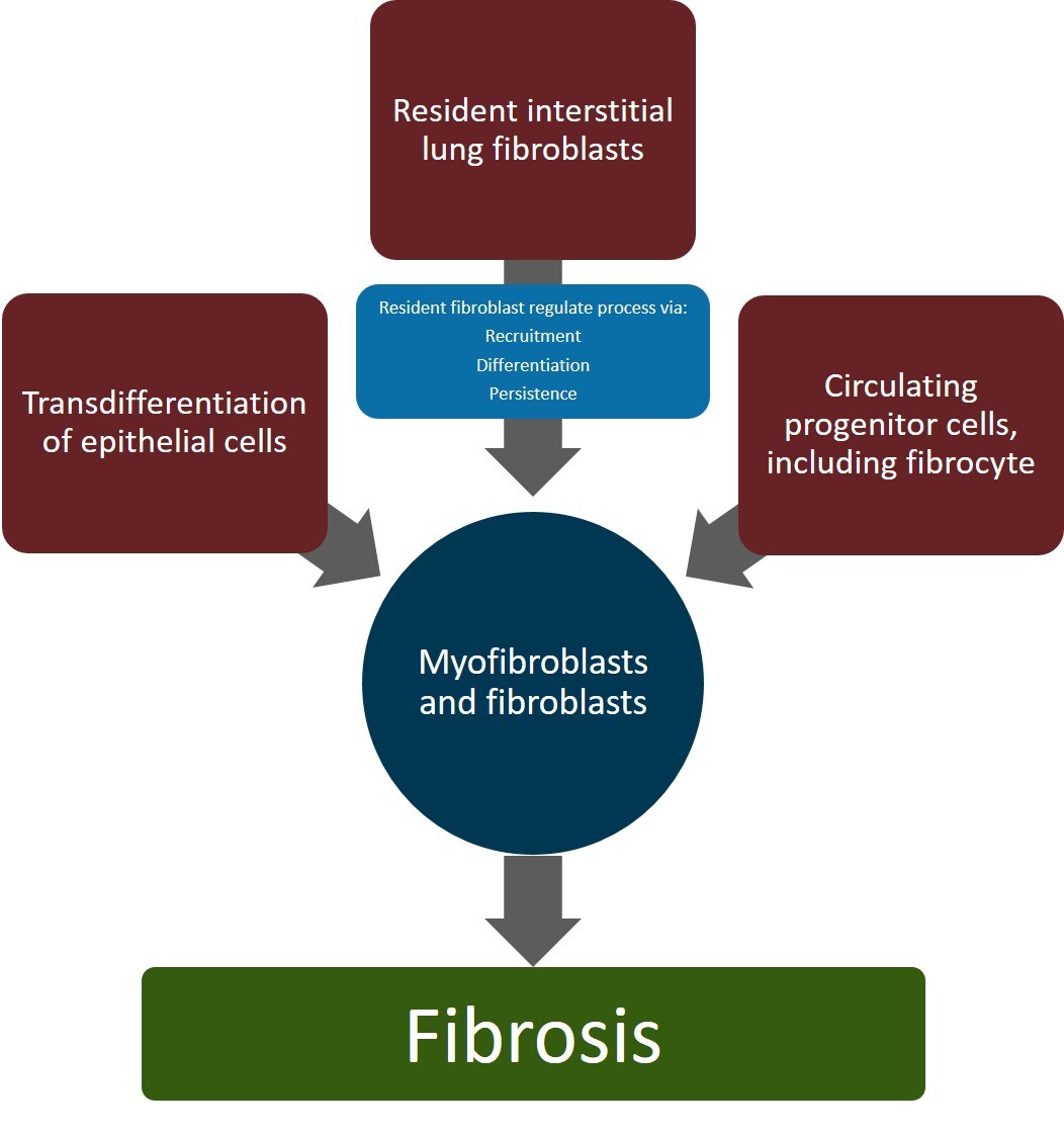 Progressive Fibrosing Interstitial Lung Diseases: Different Diagnoses ...