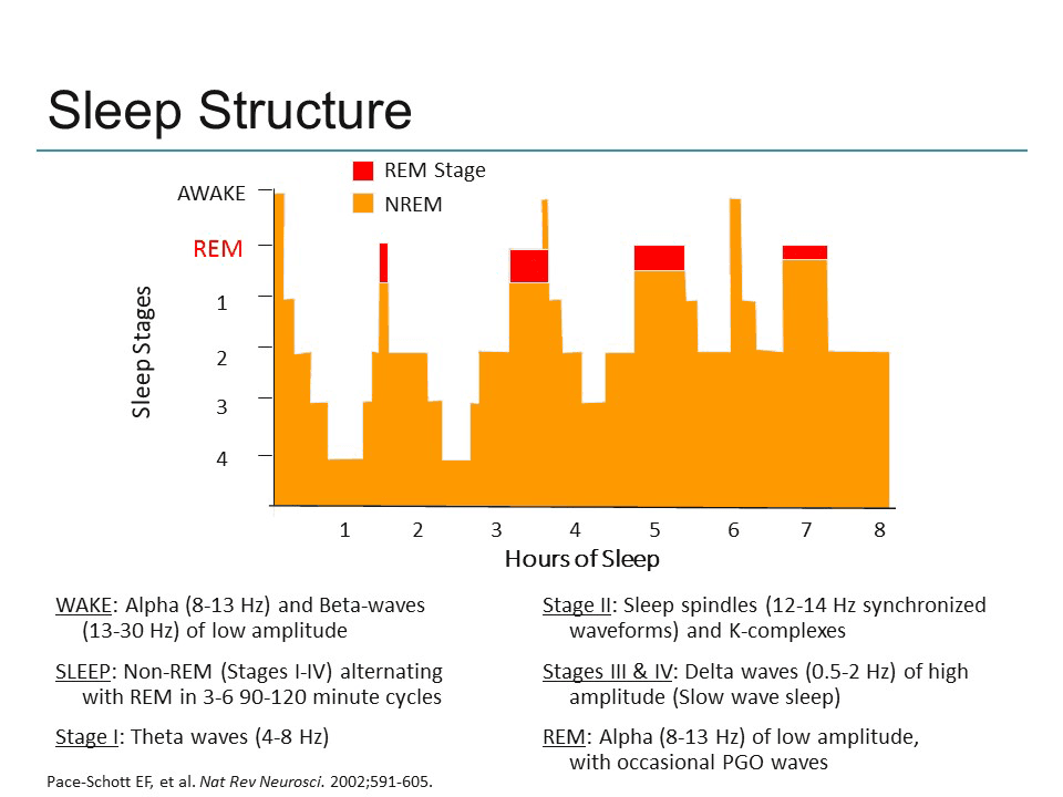Understanding the Nature of Sleep and How it Changes With Age