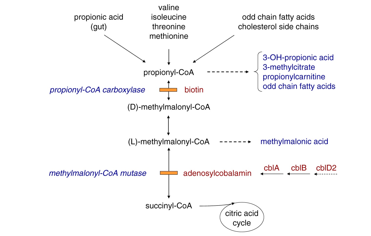 Vomiting, Tremor, and Lethargy in the ER: Diagnose and Treat These Patients