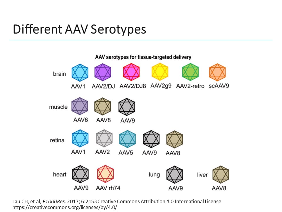Exploring the Use of Adeno-Associated Virus for Gene Therapy (Transcript)