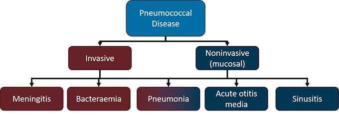 Navigating the Recommendations: Putting Pneumococcal Disease Prevention ...
