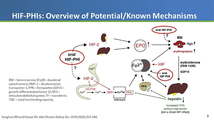 Managing Anemia in Chronic Kidney Disease: What Does the Future Hold?