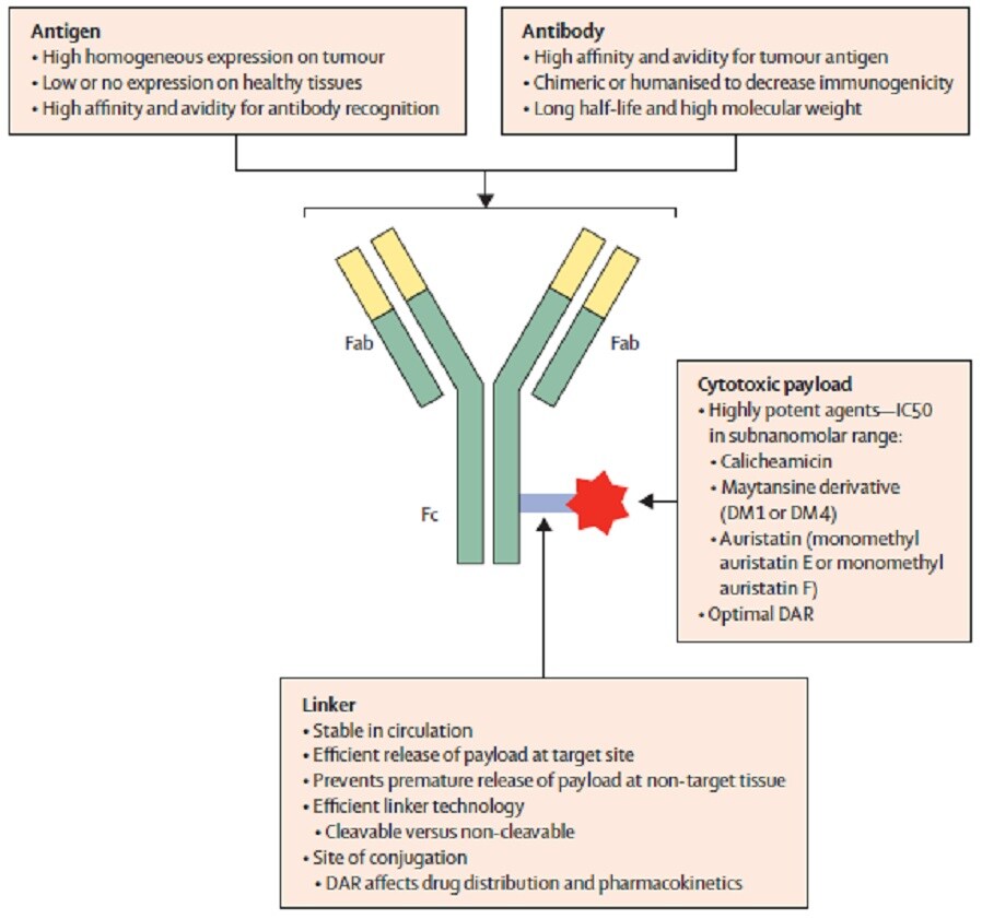 The ABCs of ADCs in Solid Tumors