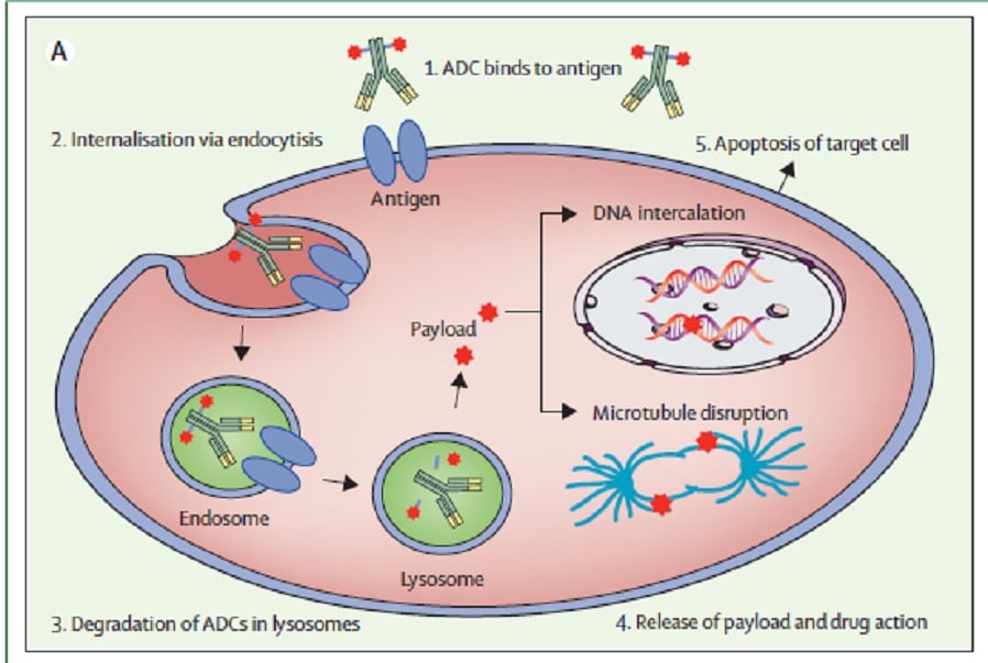 The ABCs of ADCs in Solid Tumors