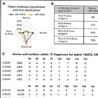 An Epitope-Based Approach of HLA-Matched Platelets for Transfusion: a ...