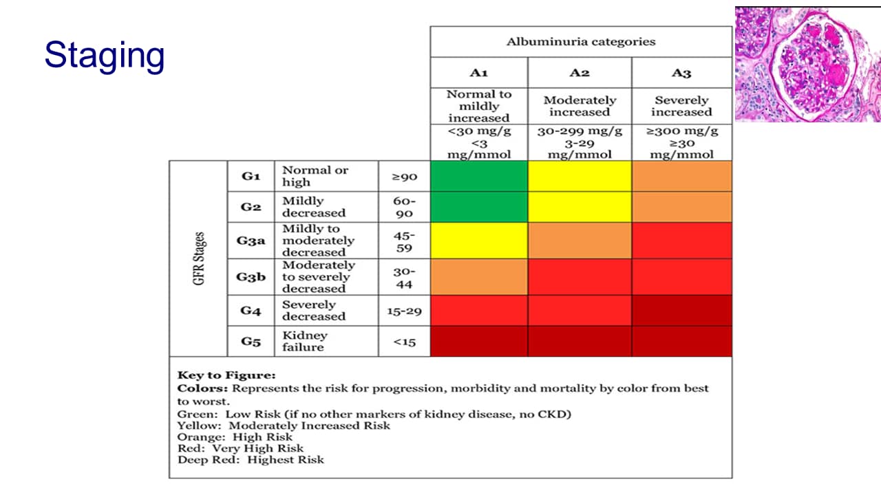 Expert Insights for Primary Care Physicians in Managing Chronic Kidney ...