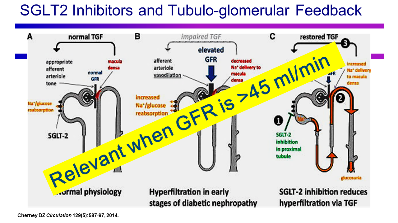 Expert Insights for Primary Care Physicians in Managing Chronic Kidney ...
