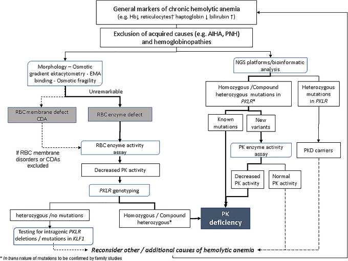Pyruvate Kinase Deficiency: What Every Hematologist Should Know