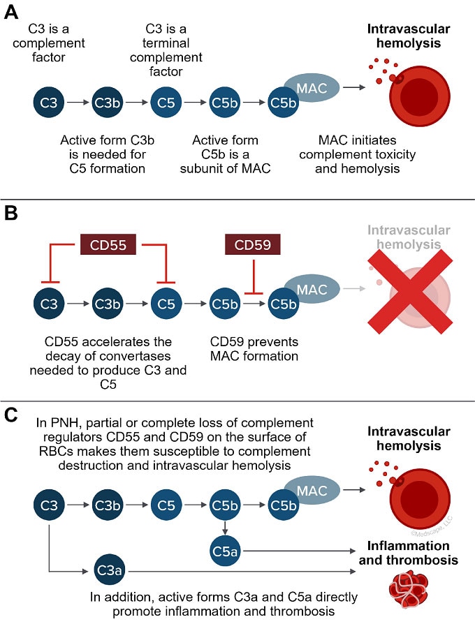 How Do You Stack Up? Optimizing Care for Patients With Paroxysmal ...