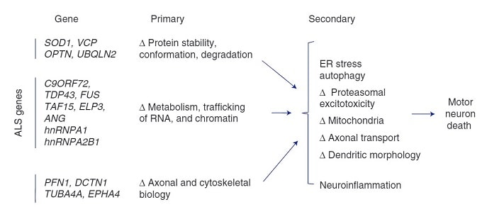 The Spectrum of Muscle Weakness in Amyotrophic Lateral Sclerosis: A ...