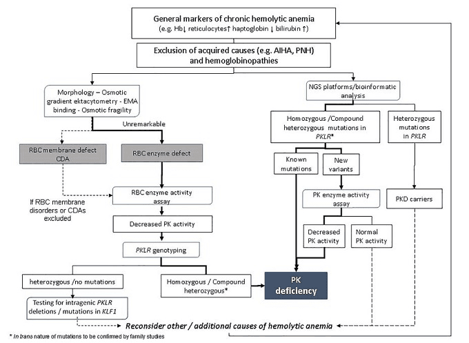 Investigating Anemia and the Possibility of Pyruvate Kinase Deficiency ...
