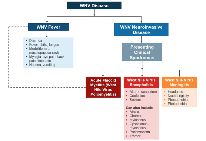 Diagnosis and Management of West Nile Virus Infection: A Case-Based ...