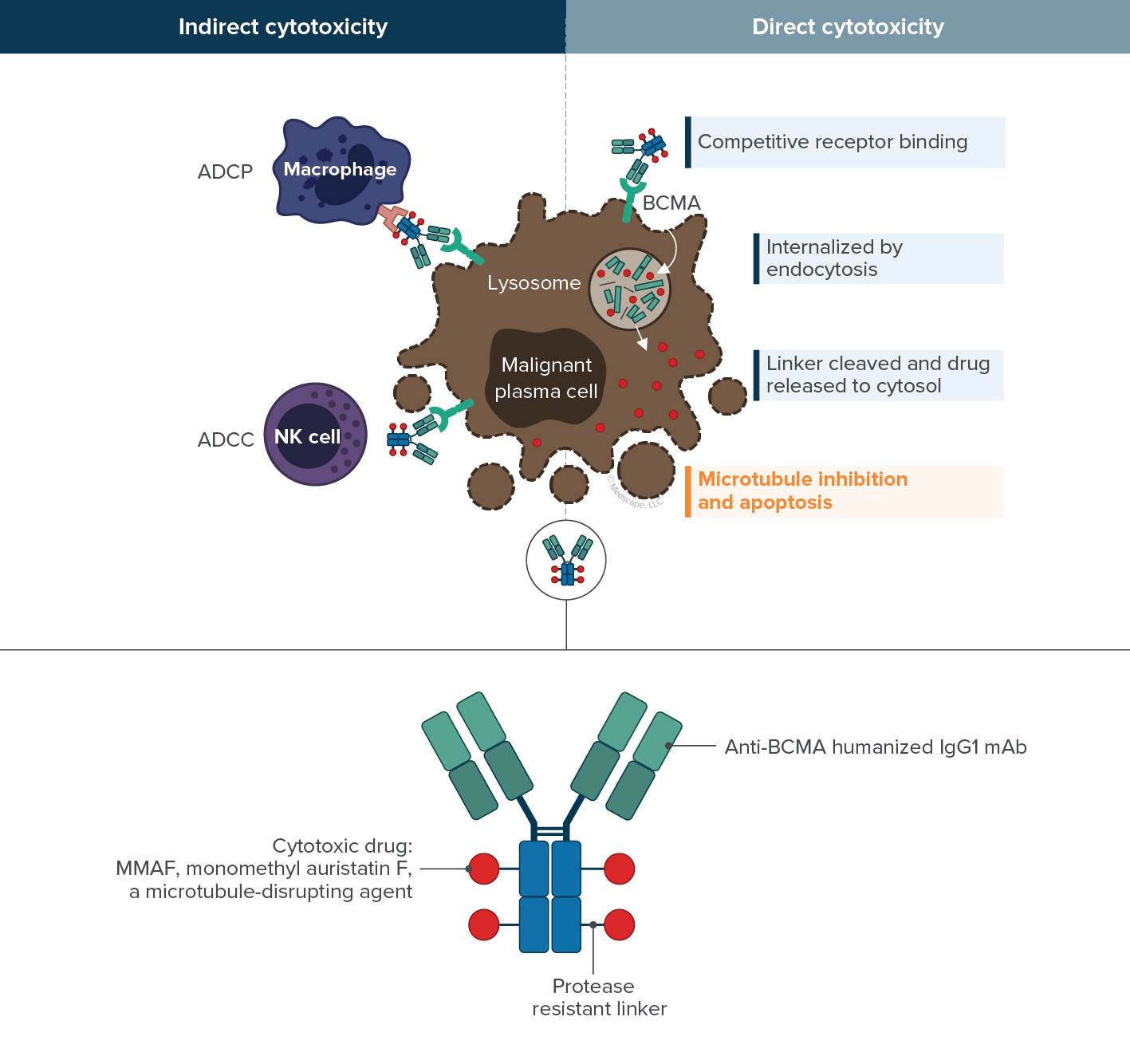 Clinical Update on B-Cell Maturation Antigen-Directed Therapies for Multiple Myeloma