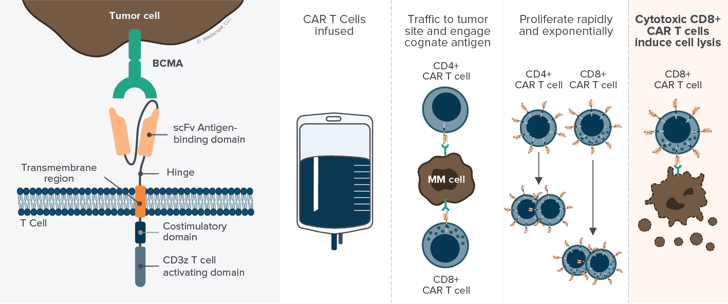 Clinical Update on B-Cell Maturation Antigen-Directed Therapies for ...