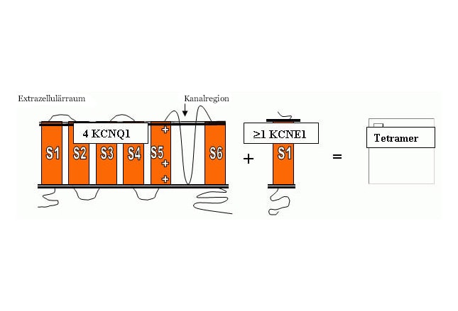 Torsade de Pointes Tachykardie: Das richtige Vorgehen von Diagnose bis ...