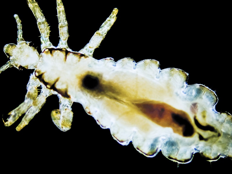 Brazilian Waxing und Co lässt Filzlausbefall zurück gehen