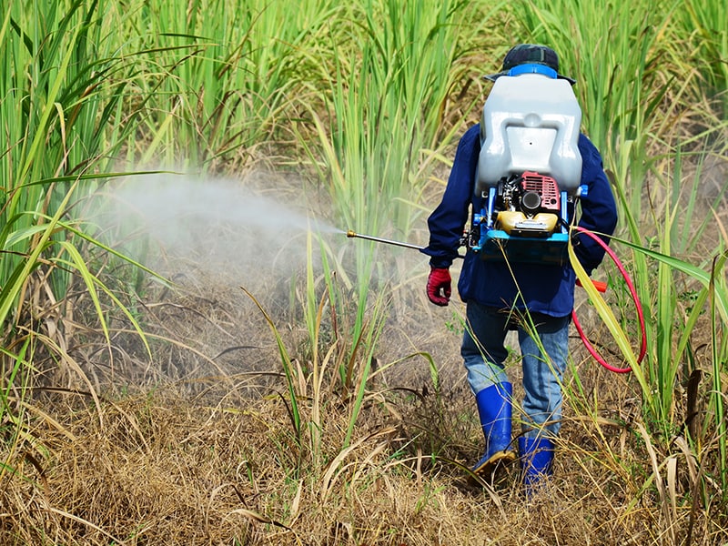 Glyphosat – alles andere als unbedenklich?