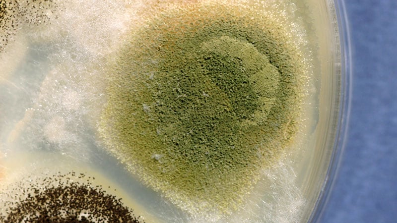 WHO veröffentlicht Liste der 19 gefährlichsten Pilzerreger