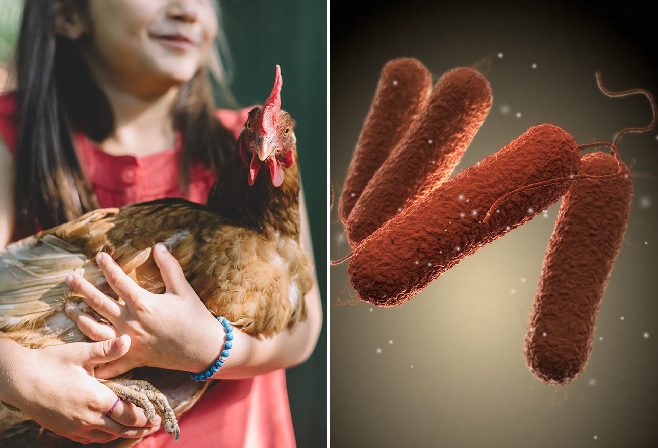 Enfermedades vinculadas al contacto con mascotas y animales de granja