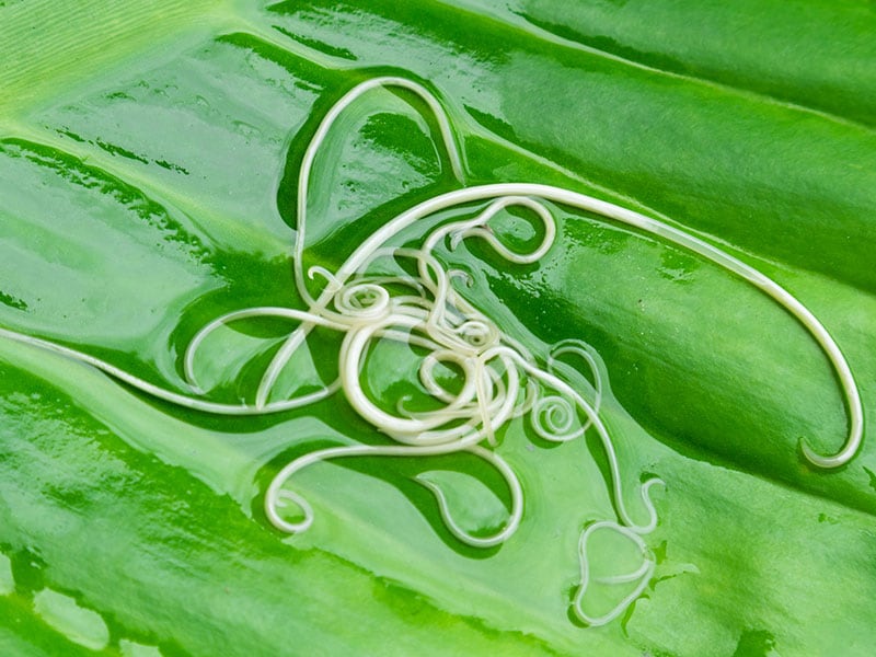 Infección con helmintos: una alternativa para las enfermedades ...