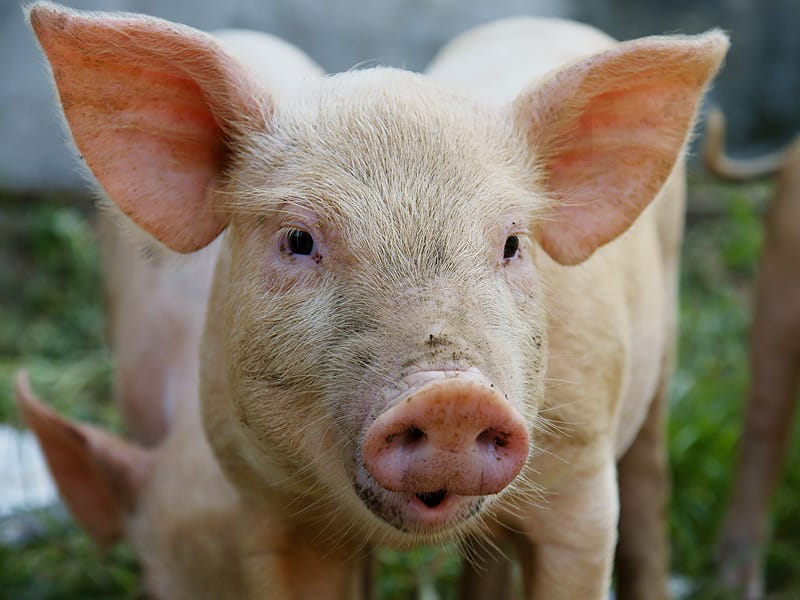 Embriones quiméricos de cerdo-humano: primer paso en la formación de ...