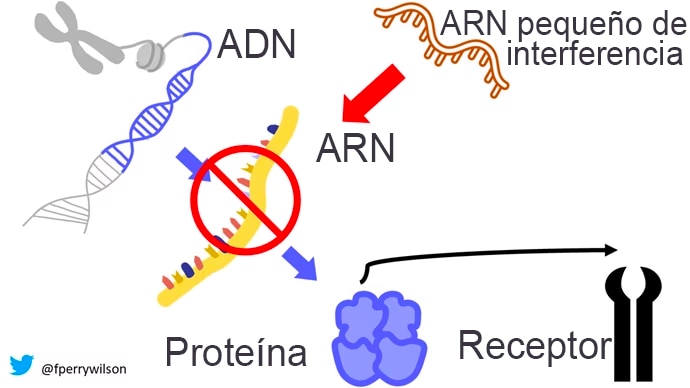 El futuro de la medicina es el ARN