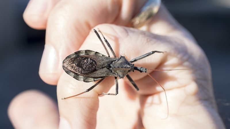 Mini-examen clínico: Enfermedad de Chagas - Page 3