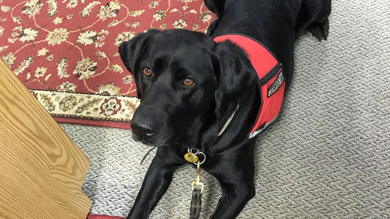 ¿Perros asistenciales y reducción de crisis en epilepsia resistente?