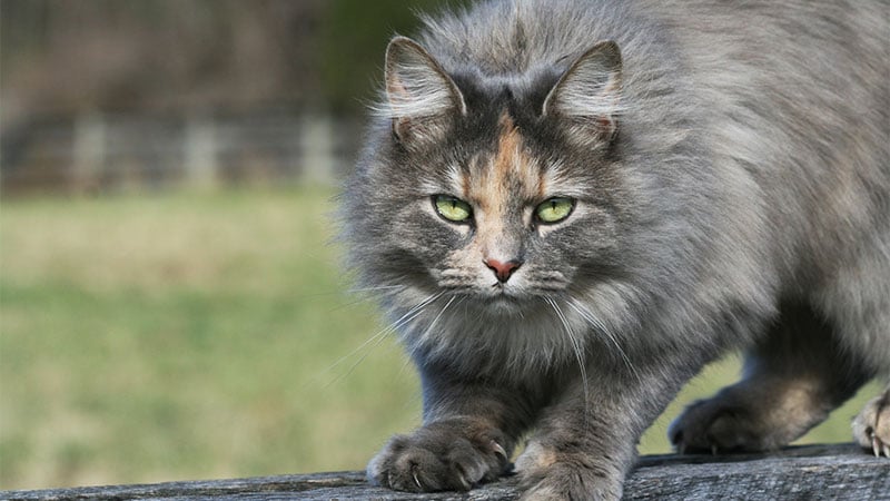 Cas clinique : symptômes infectieux après une griffure de chat