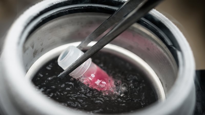 Infarctus du myocarde: nouvelle étape pour l’injection intracardiaque ...