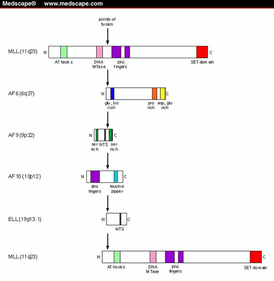 Primary Acute Myeloid Leukemia - Page 2
