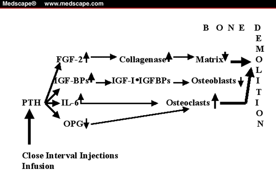 Parathyroid Hormones: Bone-Forming Agents for Treatment of Osteoporosis ...