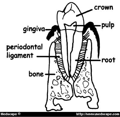Tooth and Periodontal Disease