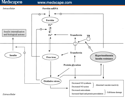 Cross-Talk Between Iron Metabolism and Diabetes - Page 7