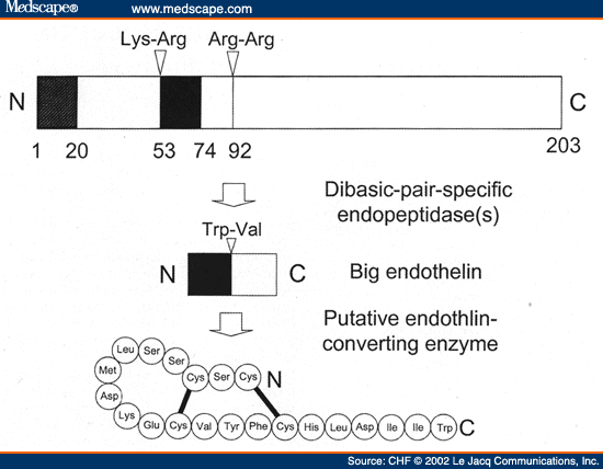 Endothelin and Endothelin Receptor Antagonists in Heart Failure