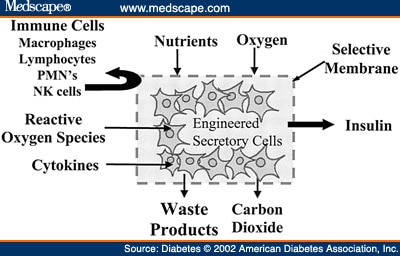 While Tinkering With the Beta-Cell...