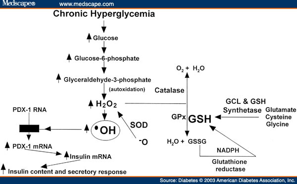 Glucose Toxicity in Beta-Cells