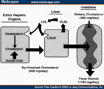 The Intestinal Absorption of Biliary and Dietary Cholesterol - Page 4