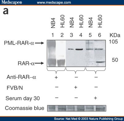 PML-RARA-Targeted DNA Vaccine Induces Protective Immunity