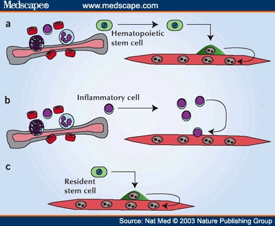 Marrow to Muscle, Fission Versus Fusion