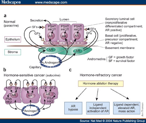 Androgen Receptor Outwits Prostate Cancer Drugs