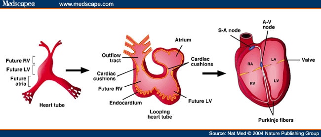 A Decade of Discoveries in Cardiac Biology - Page 2