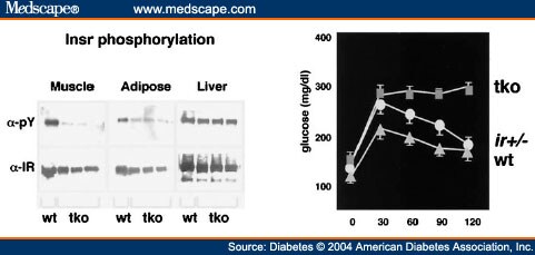 The Struggle for Mastery in Insulin Action: - Page 3